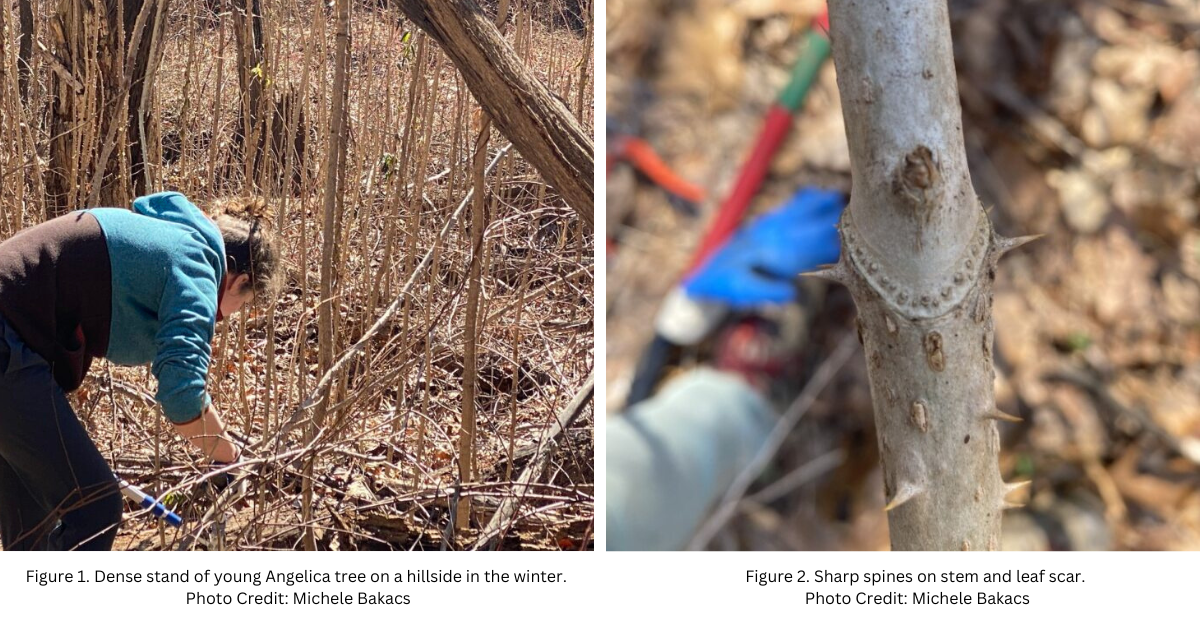 Invasive Species of the Month – Rutgers Master Gardeners of Essex